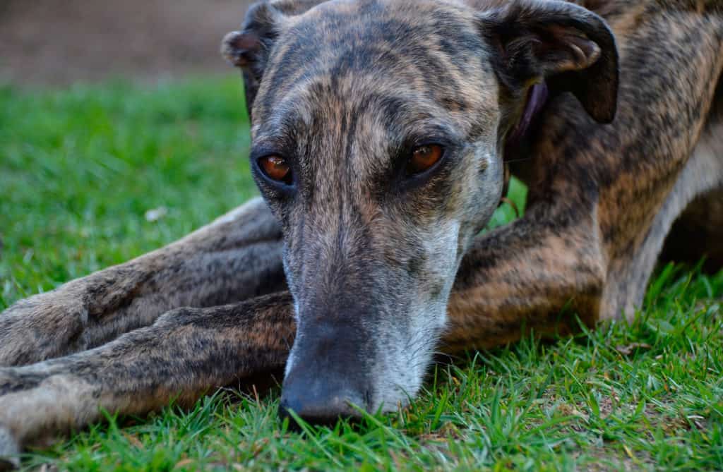 El galgo español, elegancia y rapidez por excelencia - Veterinarium