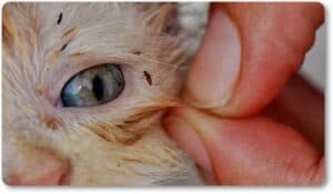 Dermatitis por picadura de pulga (DAPP) en gatos - Veterinarium