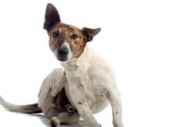 ¿Qué es la sarna en perros? - Veterinarium