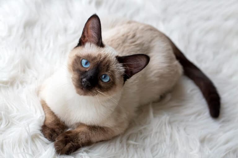 ¿Cómo y por qué cambian de color los gatos siameses?
